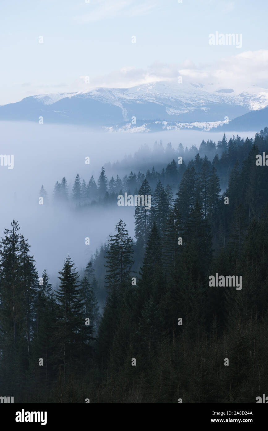 Morning mist forest hi-res stock photography and images - Alamy
