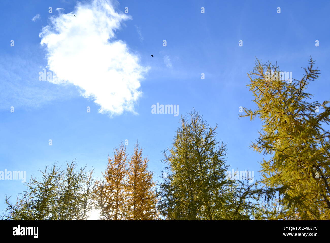 autumn scenes in Ontario forests Stock Photo - Alamy