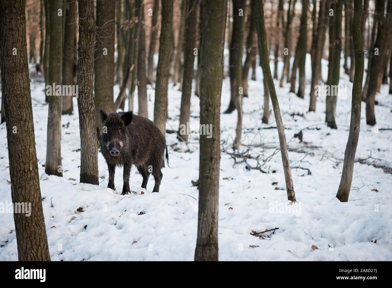 Stern gaze hi-res stock photography and images - Alamy
