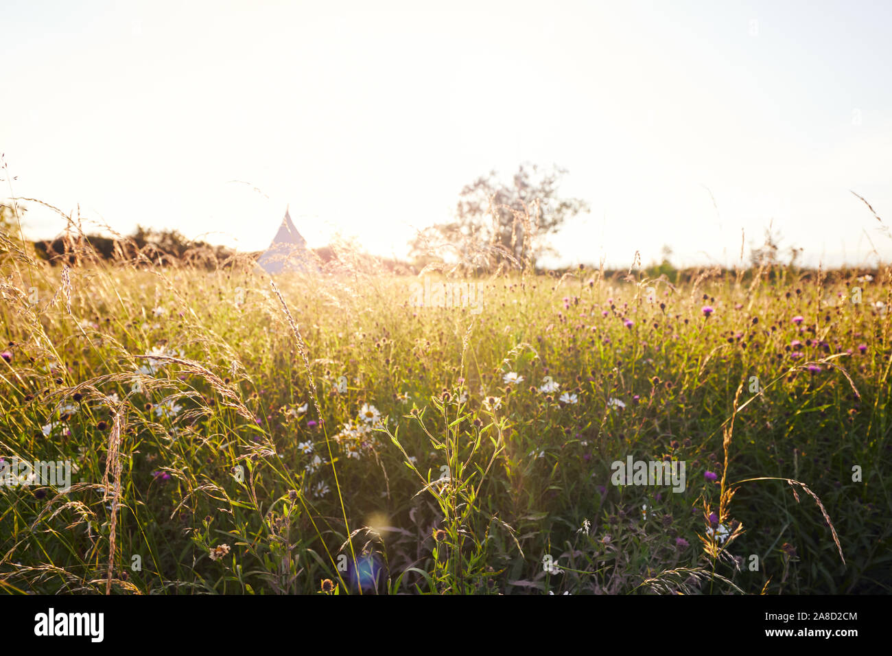 Exterior View Of Teepee Tent On Camp Site Pitched In Field Of Wild ...