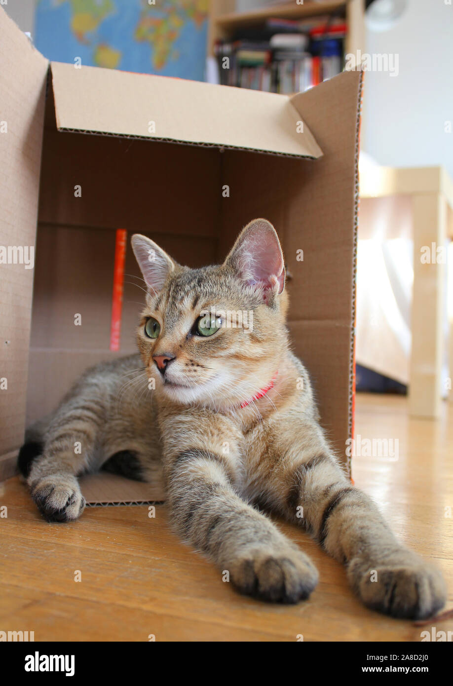 Young tabby cat in cardboard box Stock Photo - Alamy
