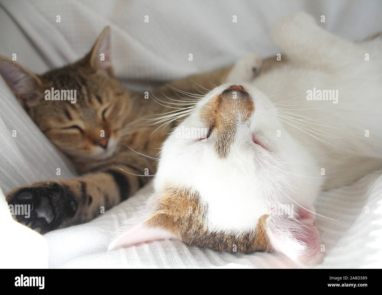 Sleeping cats hi-res stock photography and images - Alamy