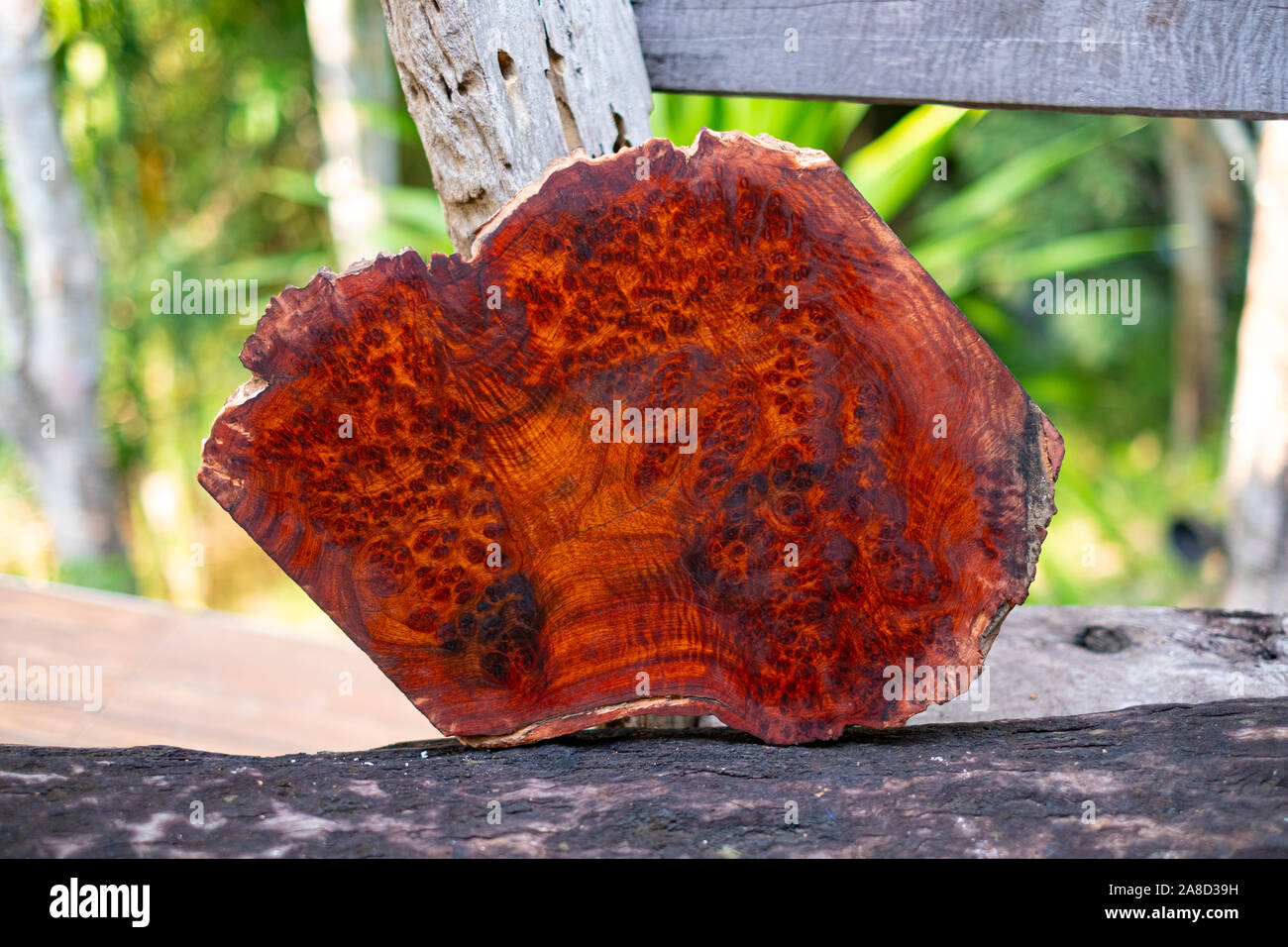 Logs Amboyna burl wood striped Exotic wooden beautiful pattern for ...
