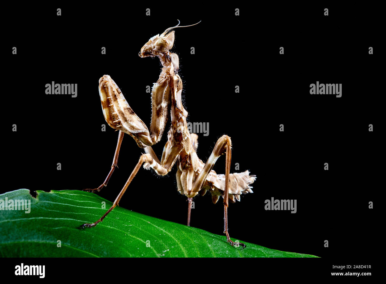 Blepharopsis mendica hi-res stock photography and images - Alamy