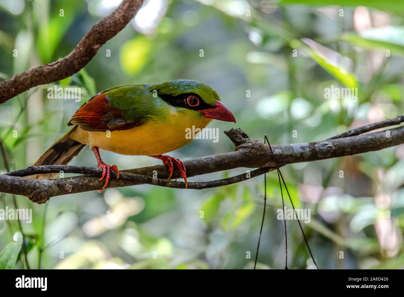 A beautiful humming bird in the jungle Stock Photo - Alamy