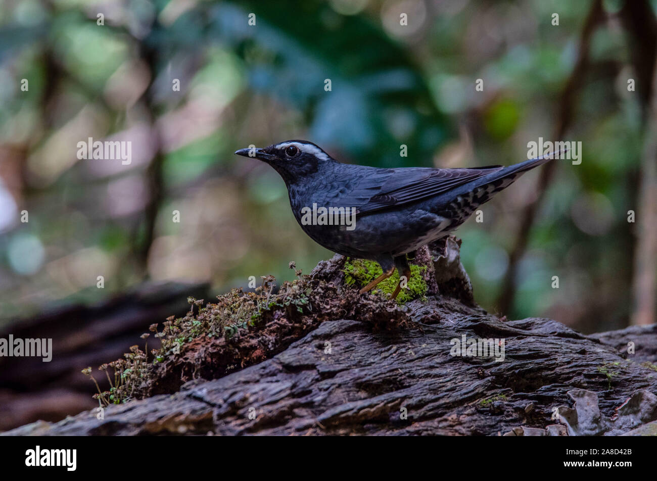 A beautiful humming bird in the jungle Stock Photo - Alamy