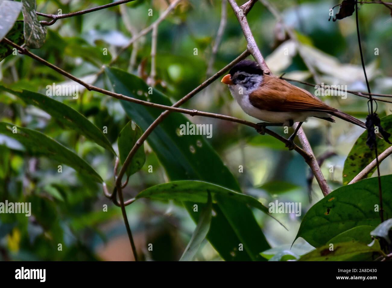 A beautiful humming bird in the jungle Stock Photo - Alamy