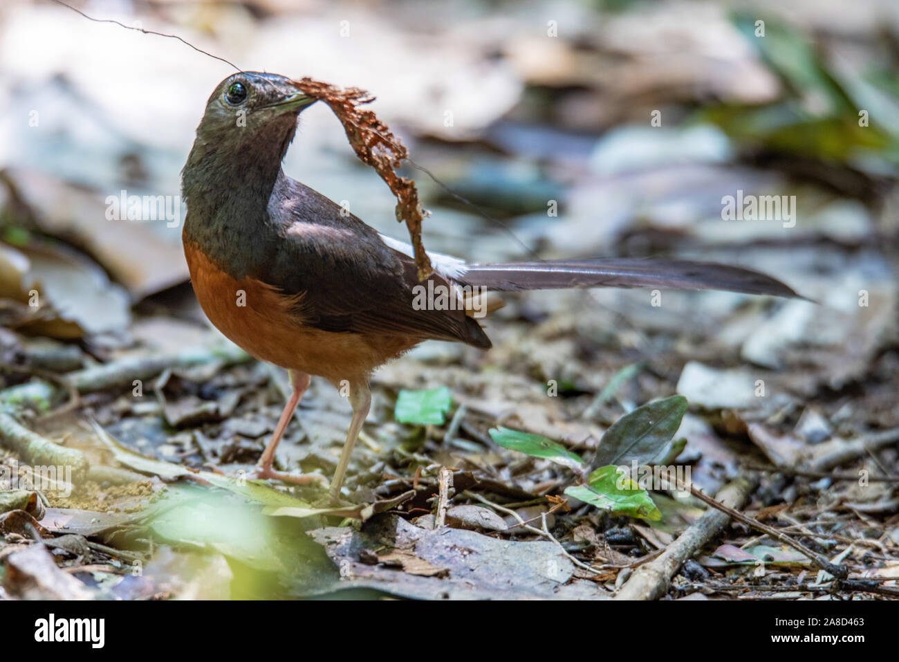A beautiful humming bird in the jungle Stock Photo - Alamy