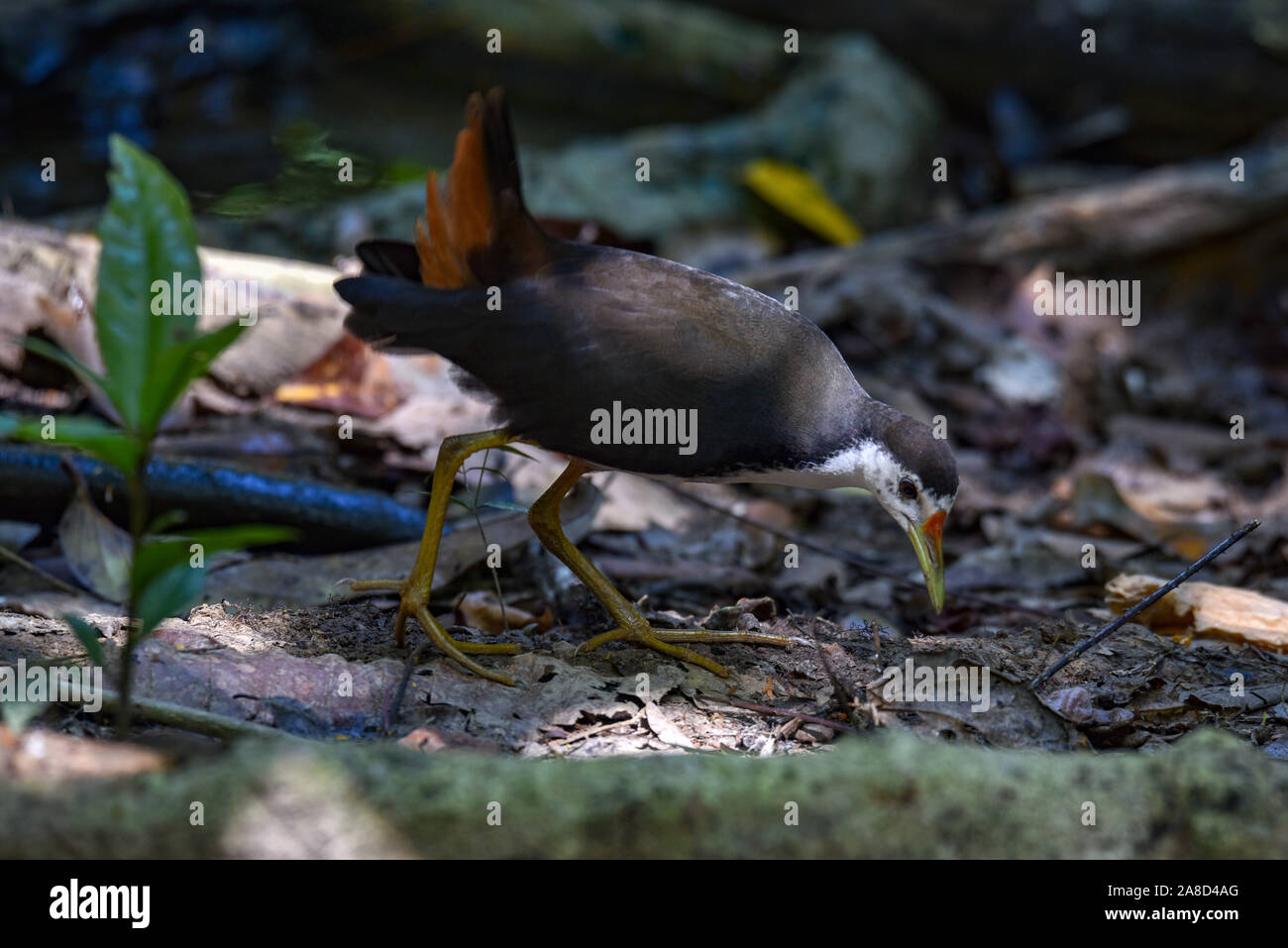 A beautiful humming bird in the jungle Stock Photo - Alamy