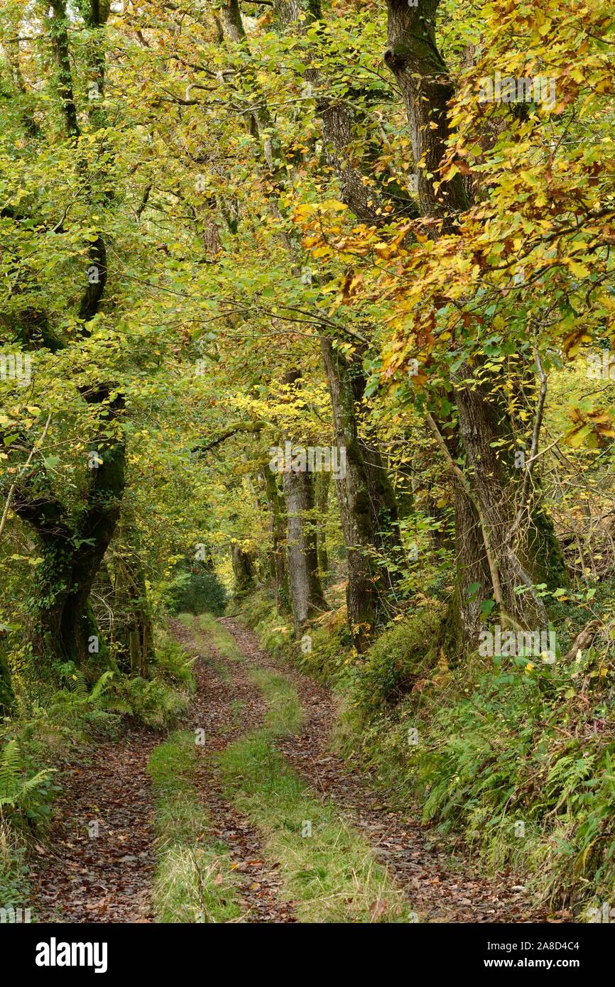 Autumn woodland walk track through Pengelli Forest National Nature ...