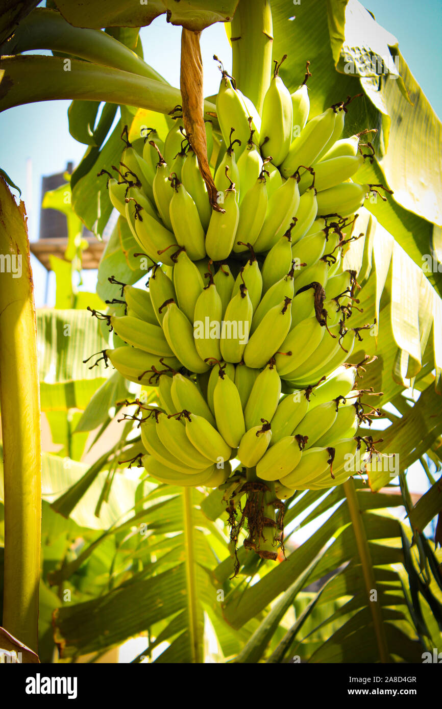 A Green Banana with bunch and crowded Stock Photo - Alamy