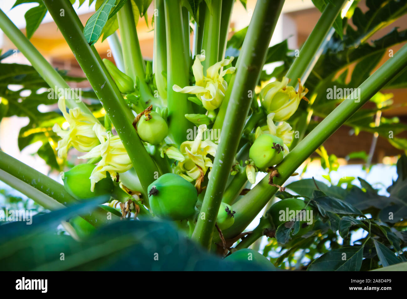 Papaya fruit tree flowers hi-res stock photography and images - Alamy