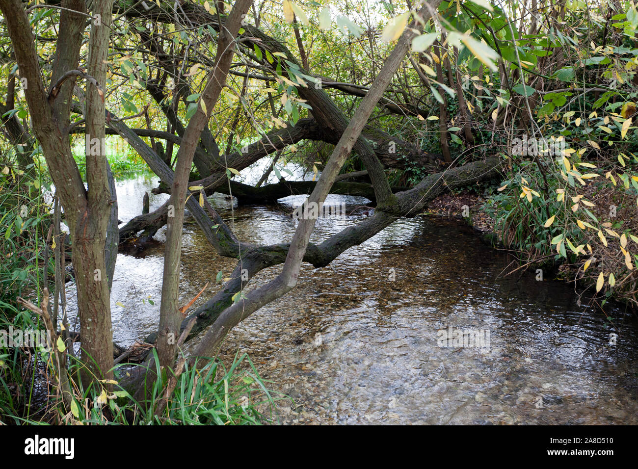 Tree Branches over a Chalk Stream flowing into the River Itchen ...