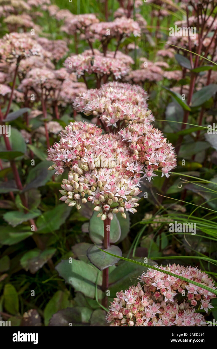 Hylotelephium matrona stonecrop matrona hi-res stock photography and ...