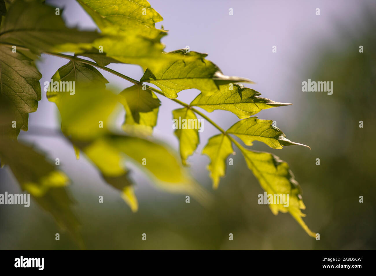 Fallen leaf leaves serrated hi-res stock photography and images - Alamy