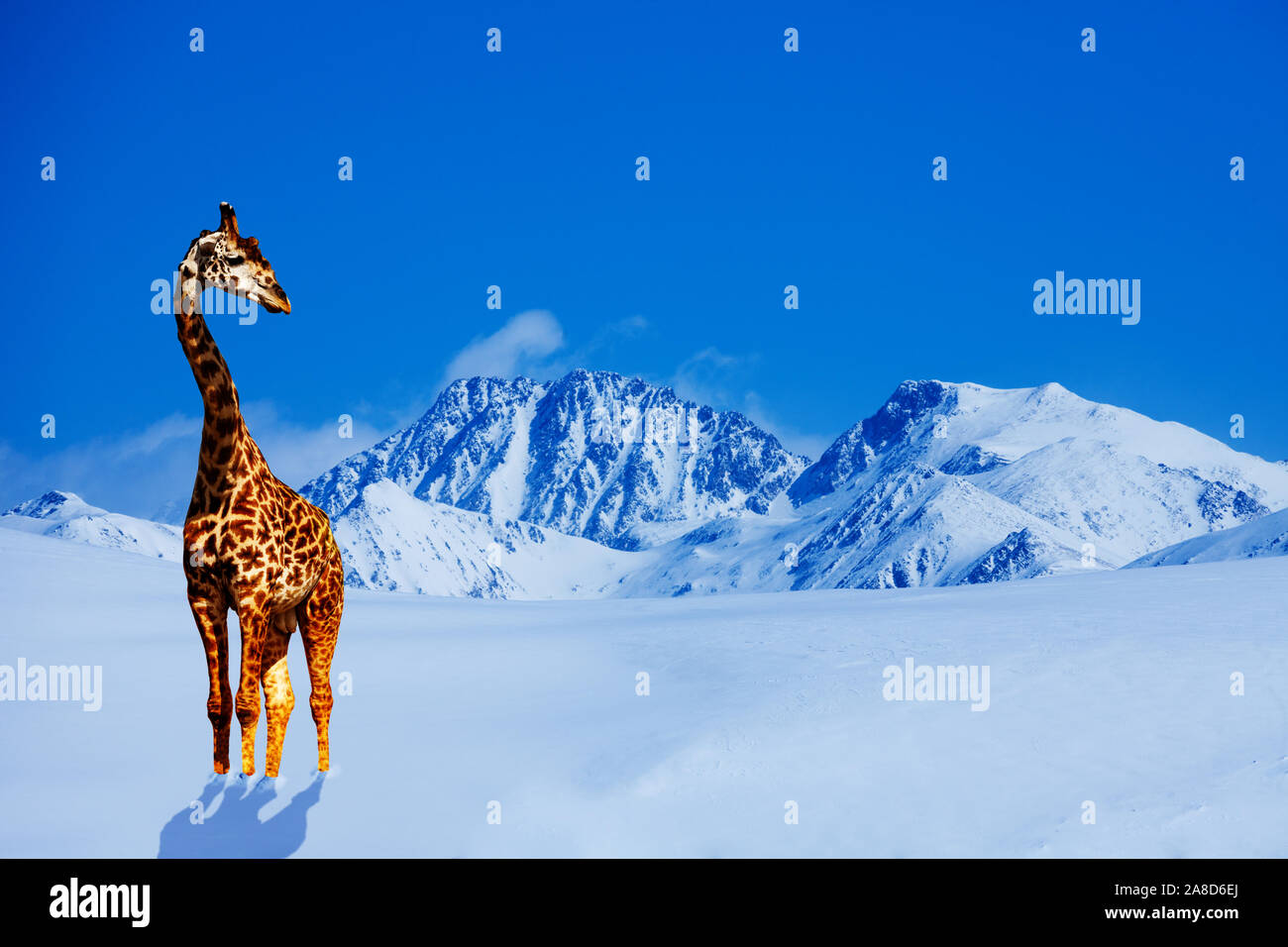 Giraffe stand in cold snow winter mountain range Stock Photo - Alamy