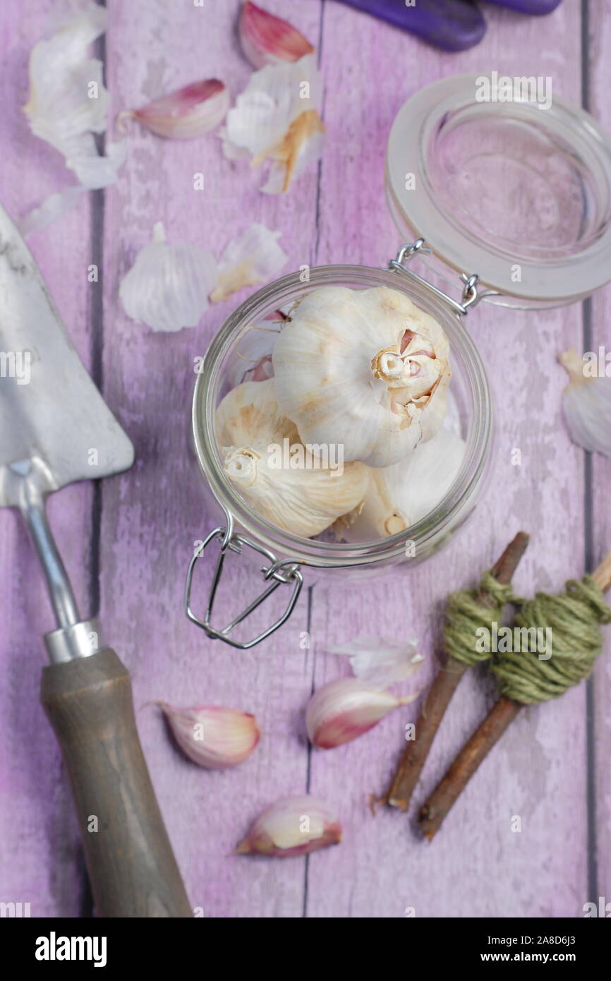 Allium sativum 'Lautrec Wight'. Bulbs of of hardneck garlic 'Lautrec ...