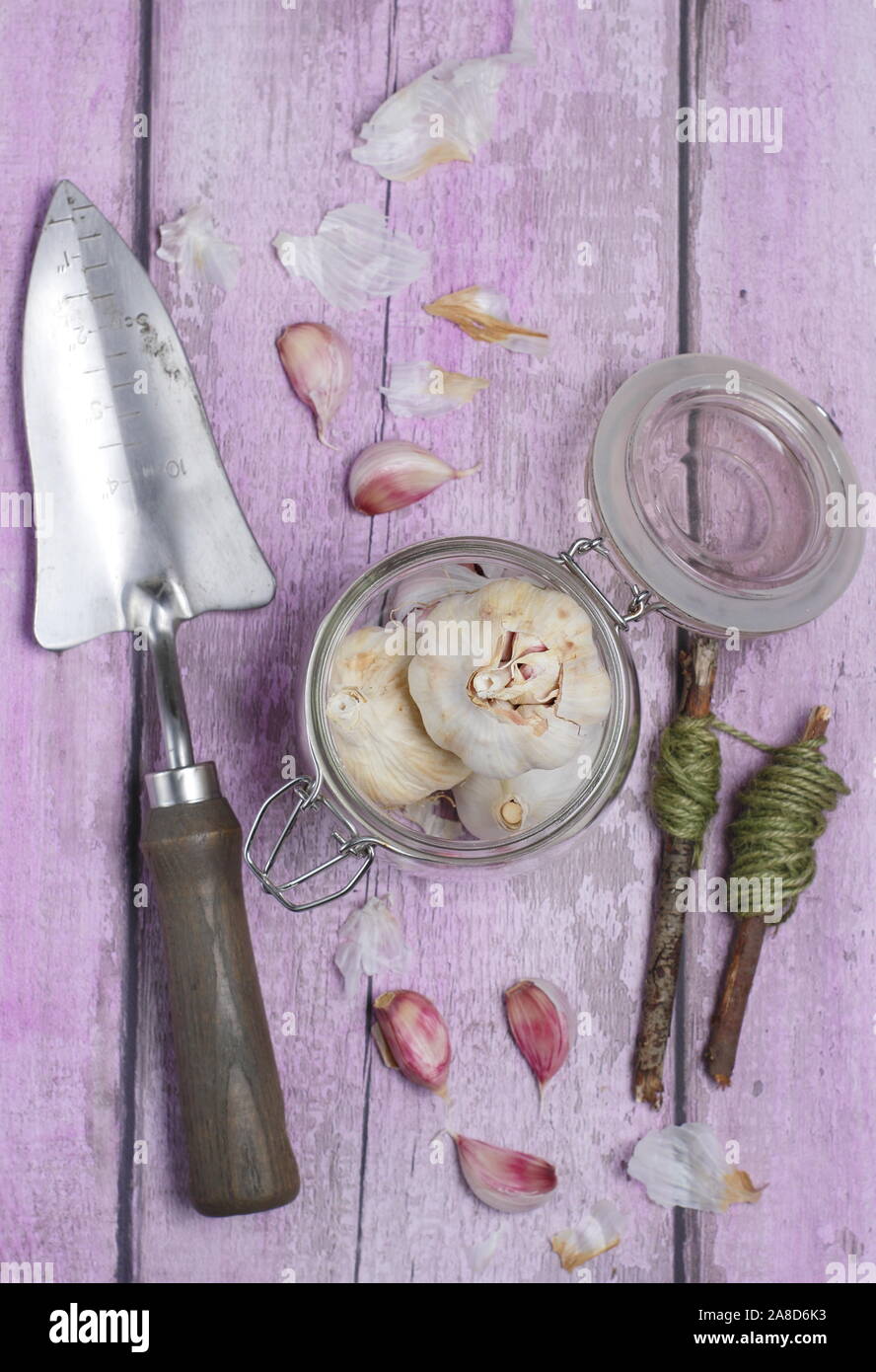 Allium sativum 'Lautrec Wight'. Bulbs of of hardneck garlic 'Lautrec ...