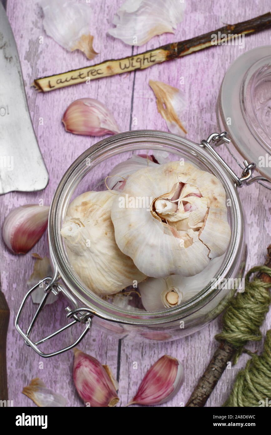 Allium sativum. Bulbs of of hardneck garlic 'Lautrec Wight' ready for ...