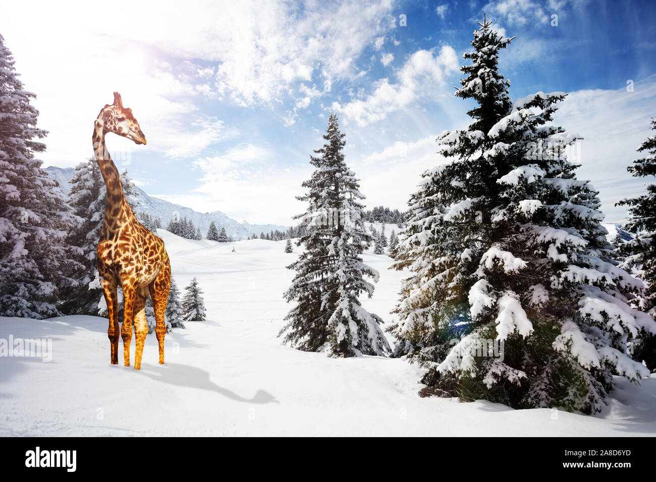 Giraffe stand in cold snow winter mountain forest Stock Photo - Alamy