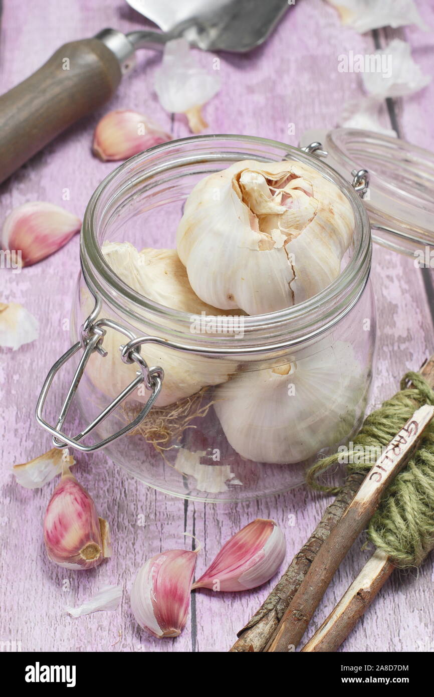 Allium sativum. Bulbs of of hardneck garlic 'Lautrec Wight' ready for ...