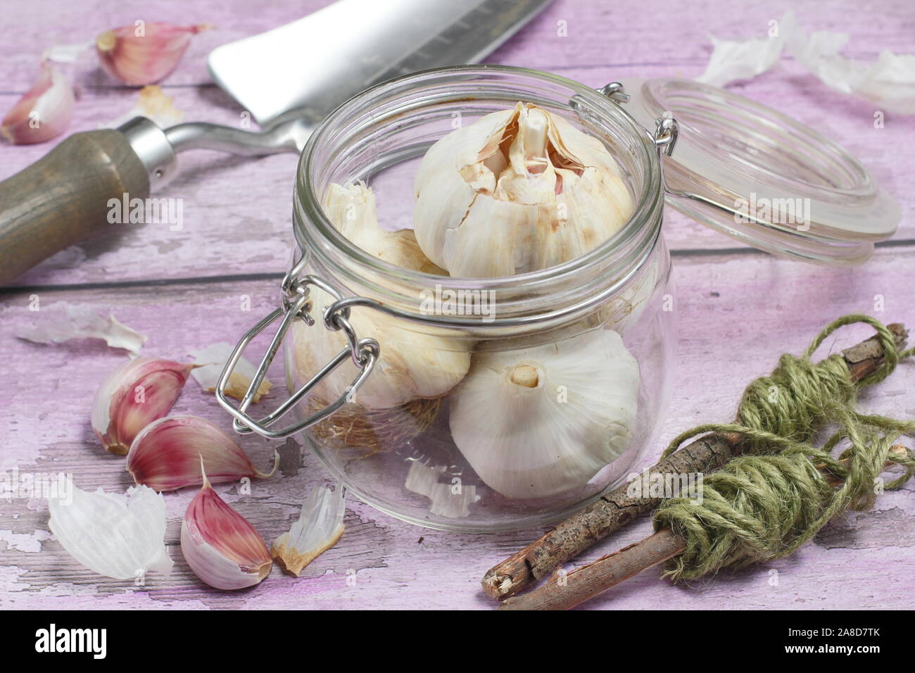 Allium sativum 'Lautrec Wight'. Bulbs of of hardneck garlic 'Lautrec ...