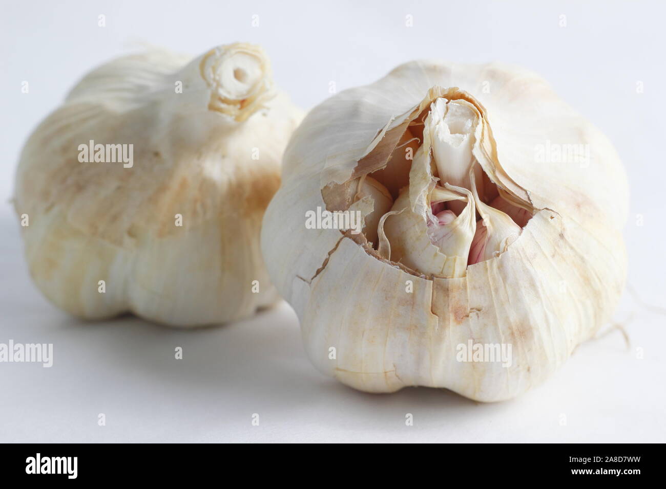 Allium lautrec wight hi-res stock photography and images - Alamy