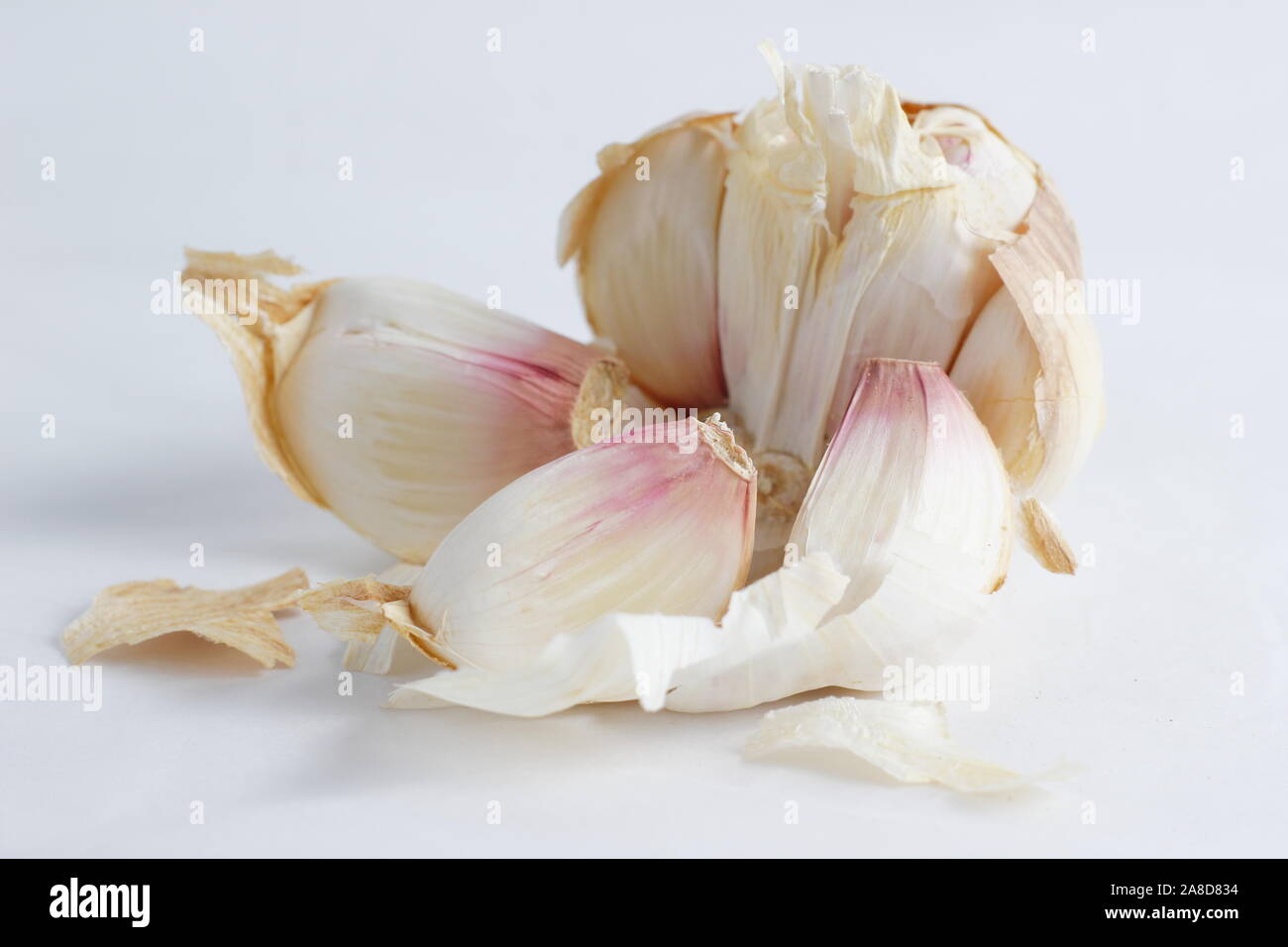 Allium sativum 'Lautrec Wight'. Bulb of 'Lautrec Wight' garlic split ...