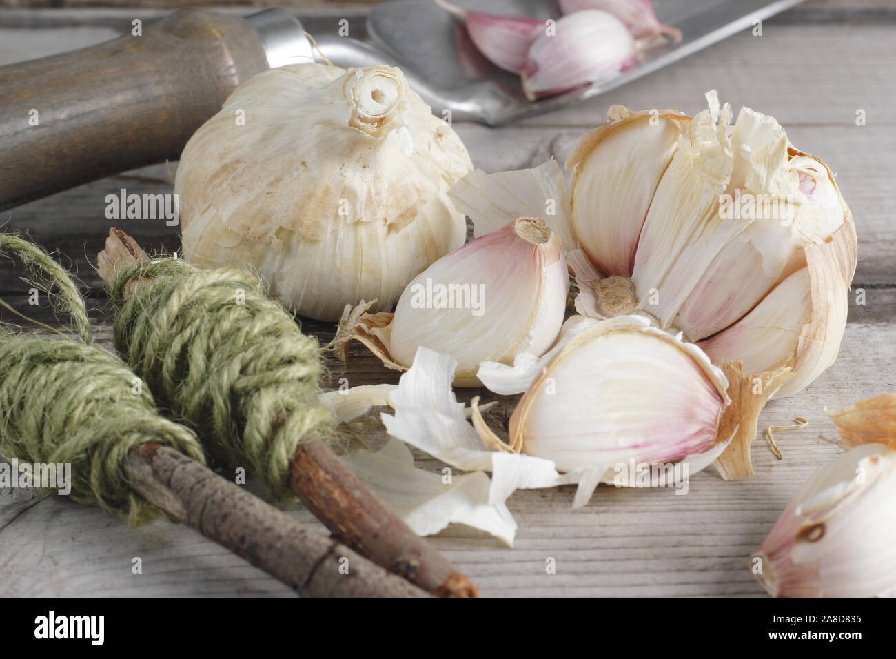Allium sativum var. ophioscorodon 'Lautrec Wight'. Preparing to sow ...