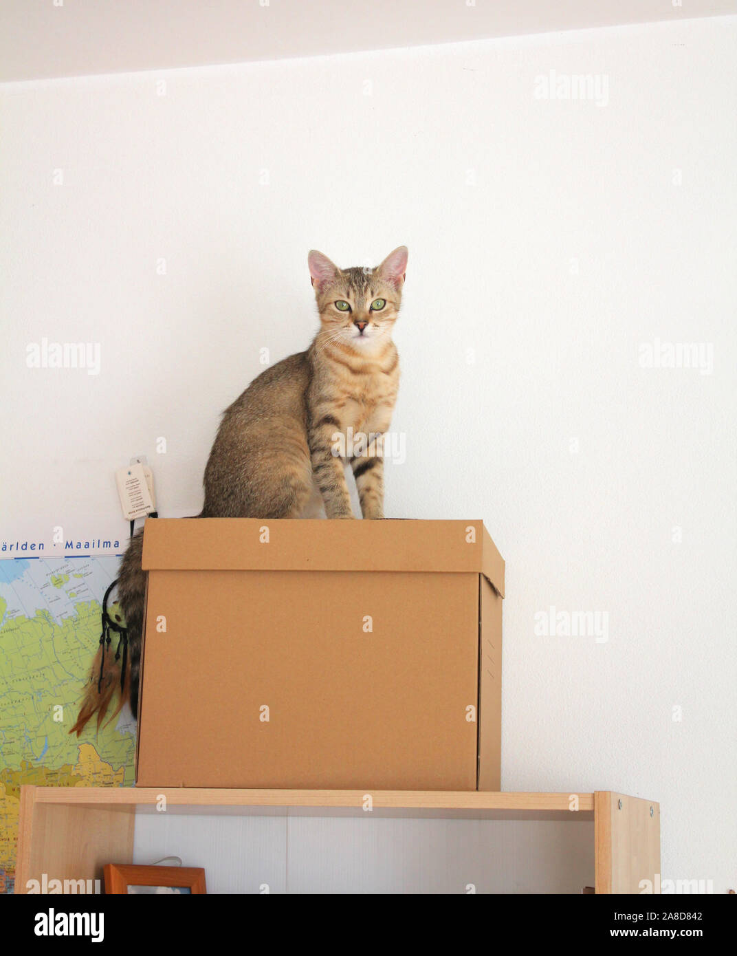 Cat sitting on the box Stock Photo - Alamy