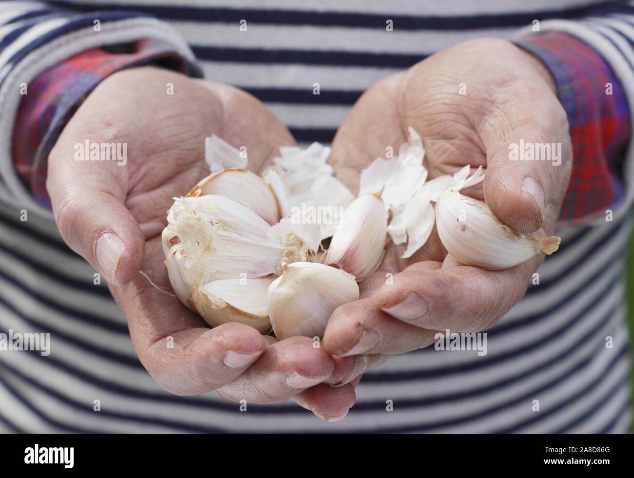 Allium sativum var. ophioscorodon 'Lautrec Wight'. Man splitting open a ...