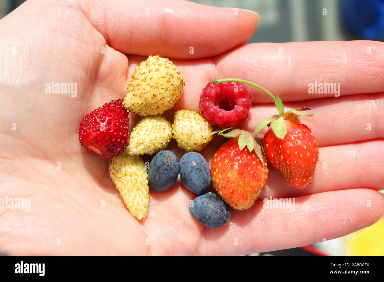 Alpine blueberries hi-res stock photography and images - Alamy