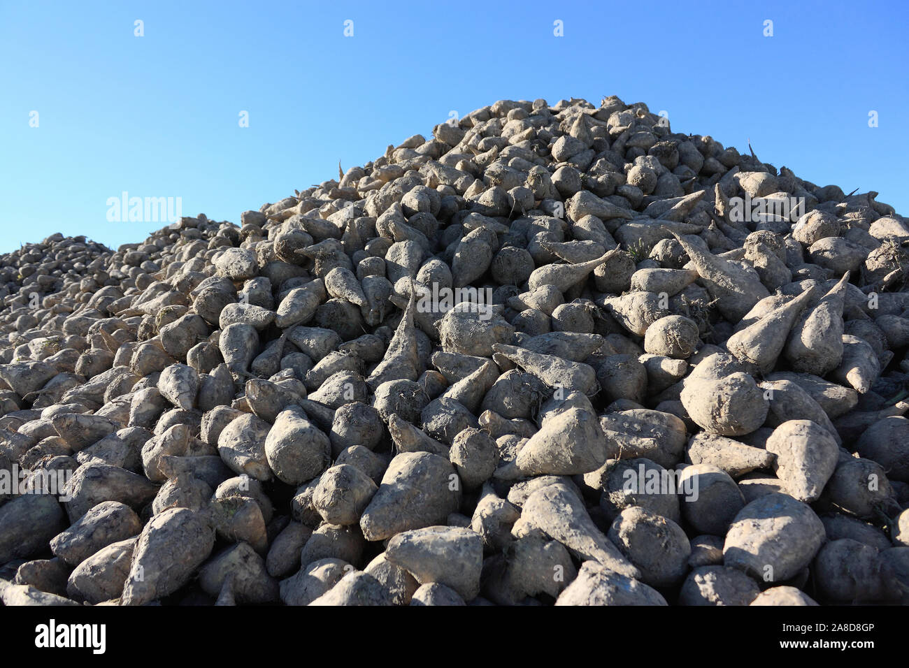 Pile of sugar beeds hi-res stock photography and images - Alamy