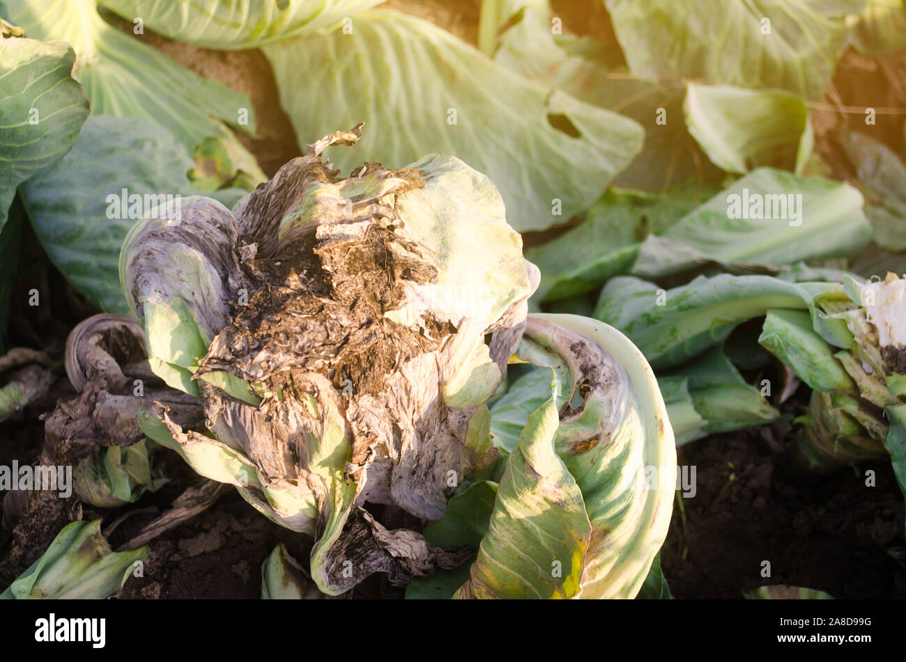 Mucous bacteriosis of white-headed cabbage. Defeat disease vegetables ...