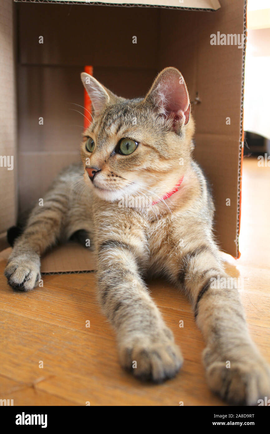Cute young cat playing in cardboard box Stock Photo - Alamy