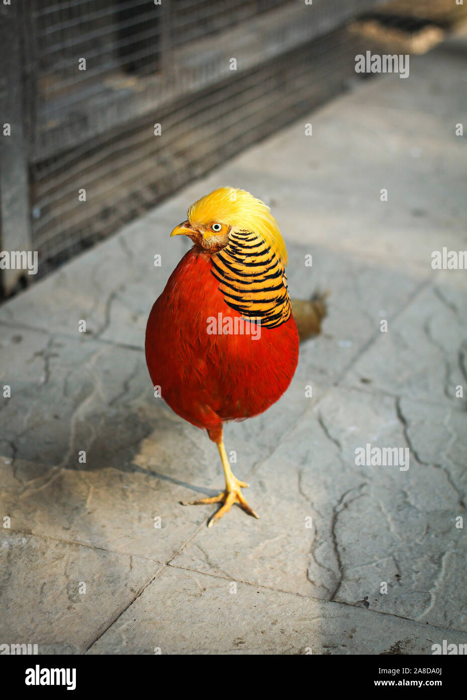 Golden Pheasant with yellow crown and red chest, yellow and black ...