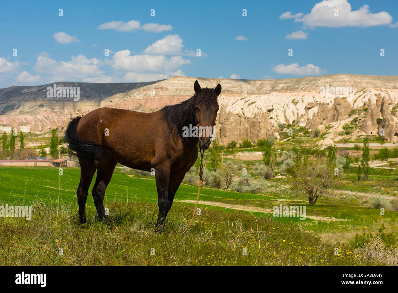 Cappadocia horse hi-res stock photography and images - Alamy