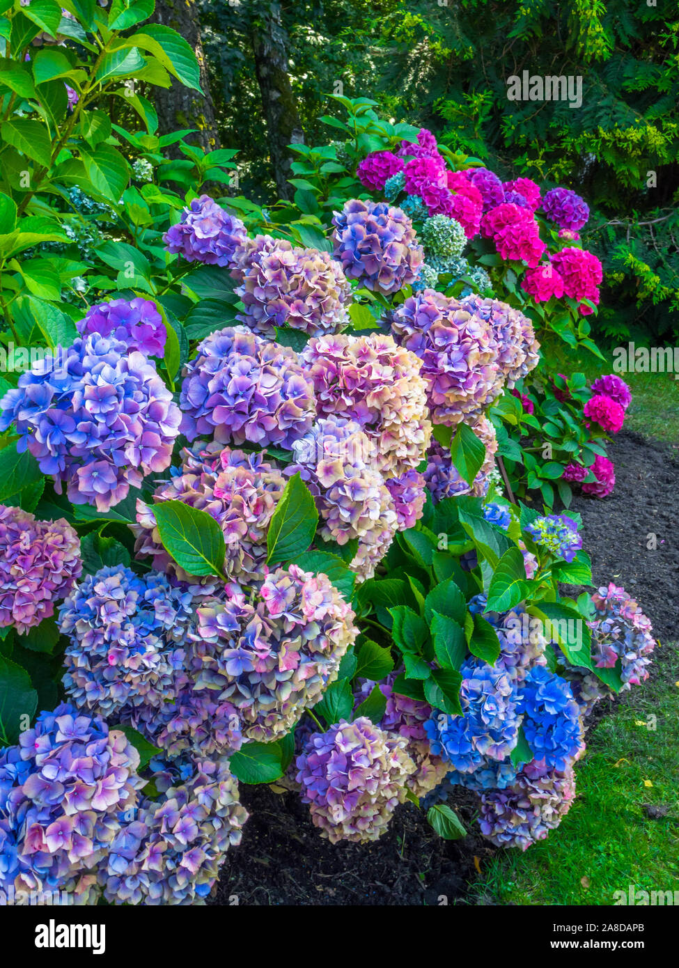 Beautiful Colorful Hydrangea, selective focus. Beauty in nature ...
