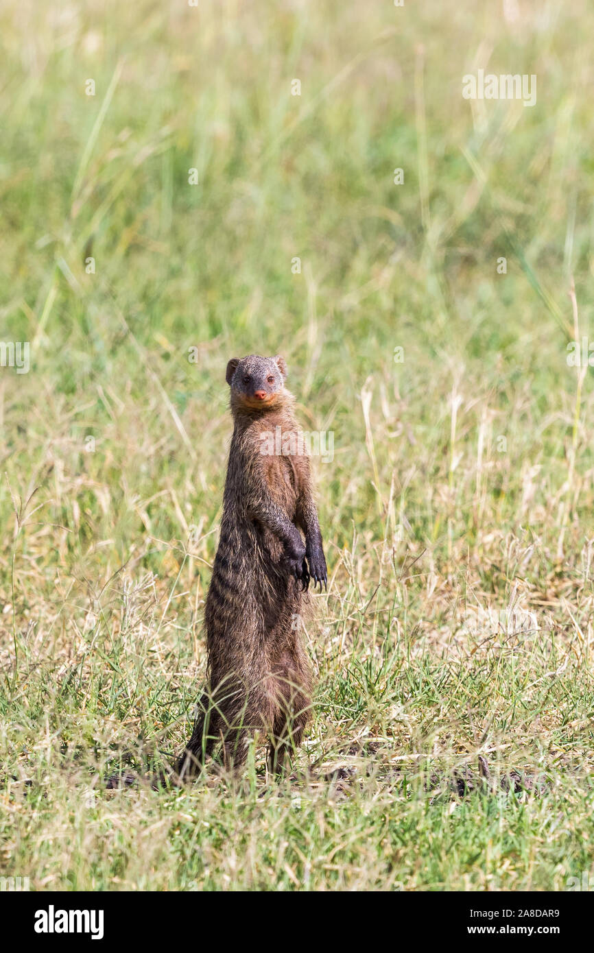 Standing looking watching hi-res stock photography and images - Alamy
