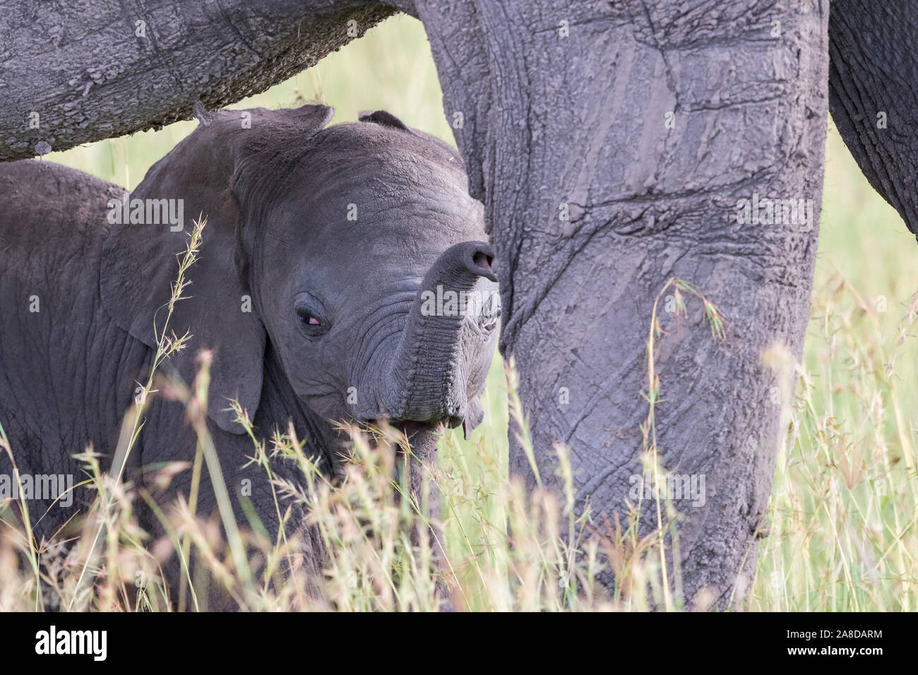 Baby elephant mouth africa hi-res stock photography and images - Alamy