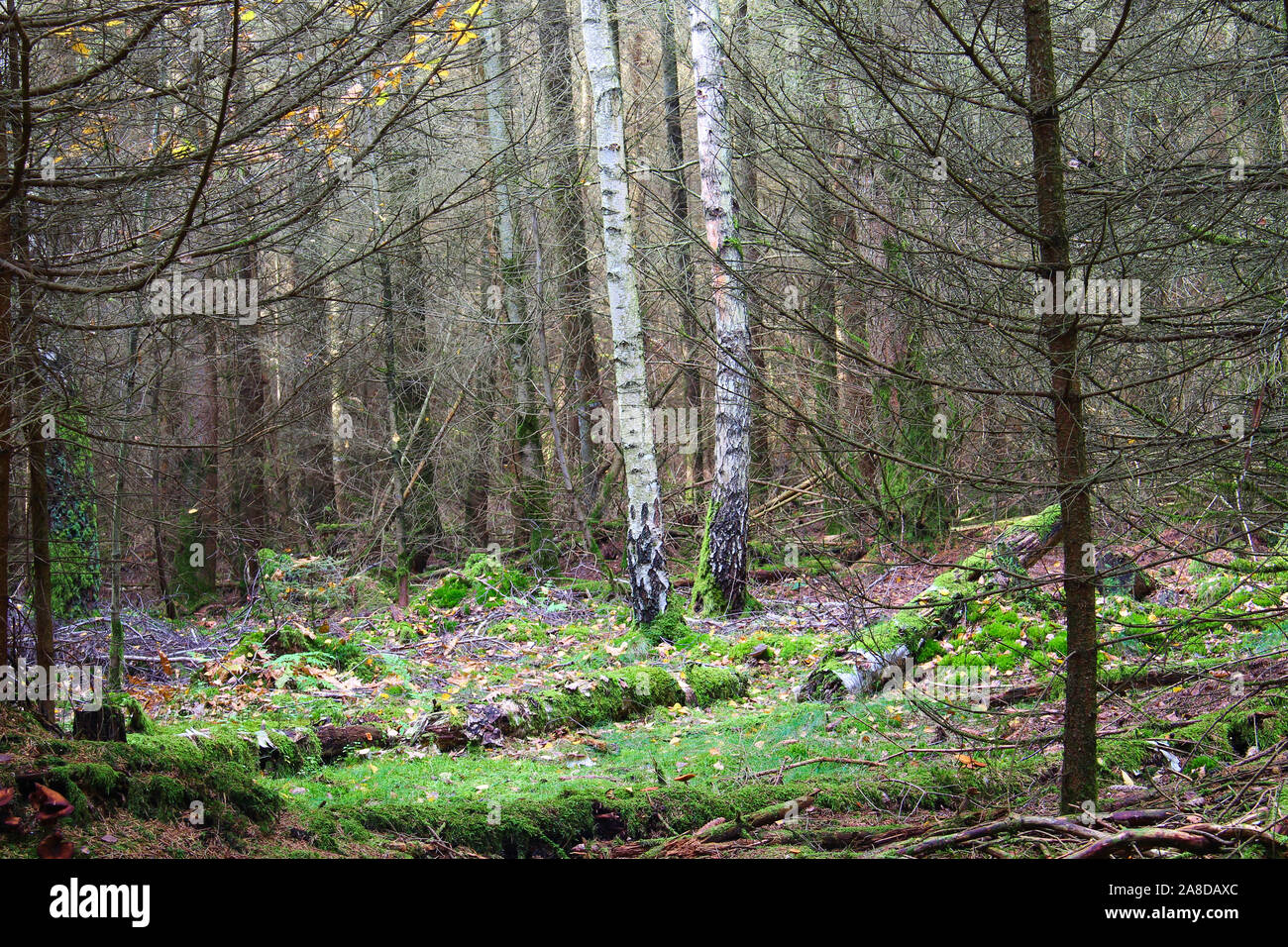 Two birch trees hi-res stock photography and images - Alamy