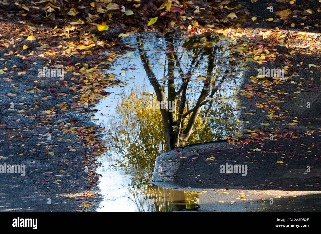 Autumn Leaves In A Puddle High Resolution Stock Photography and Images - Alamy
