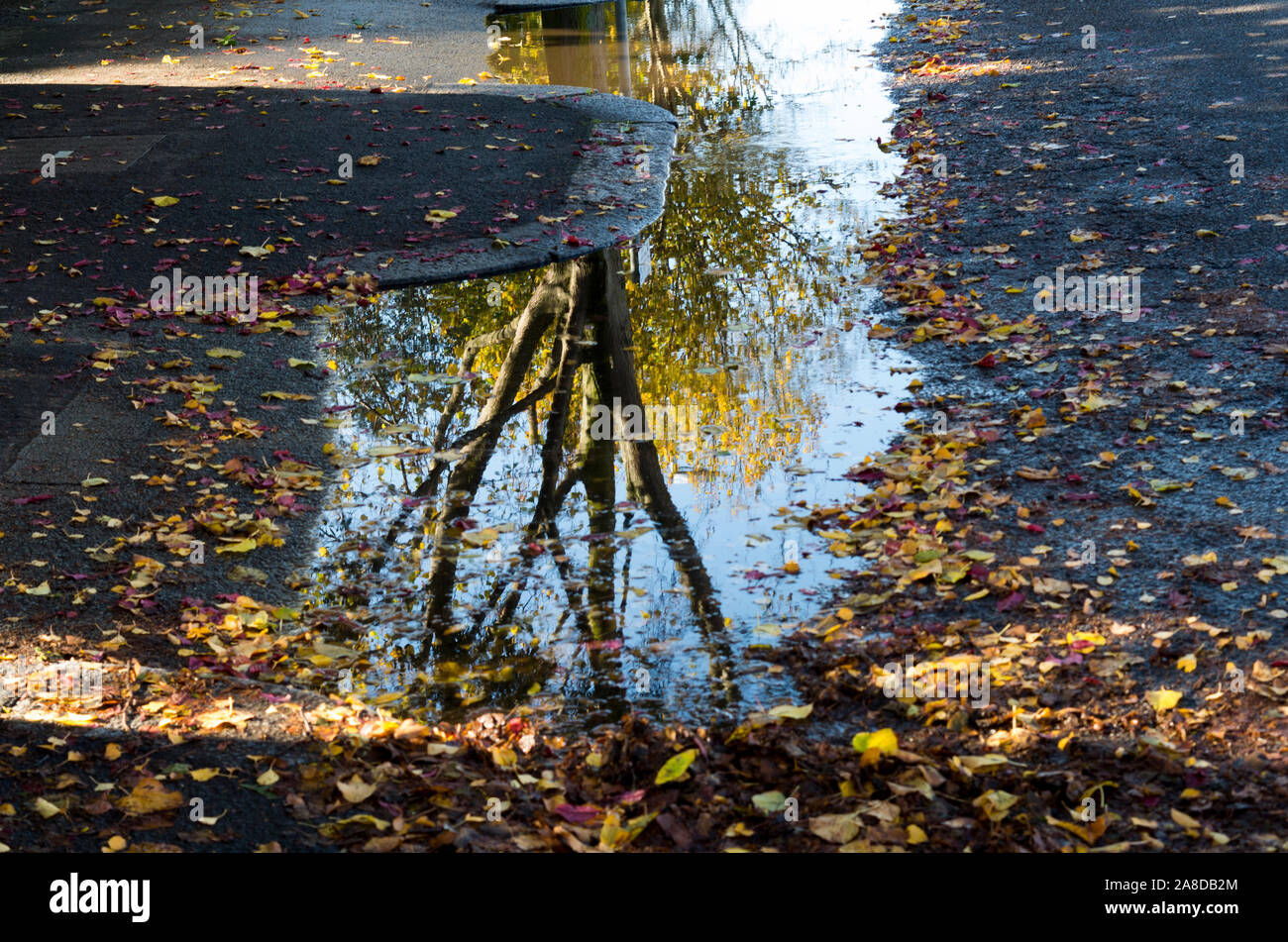 Autumn leaves surround the reflection of a tree in a puddle Stock Photo ...