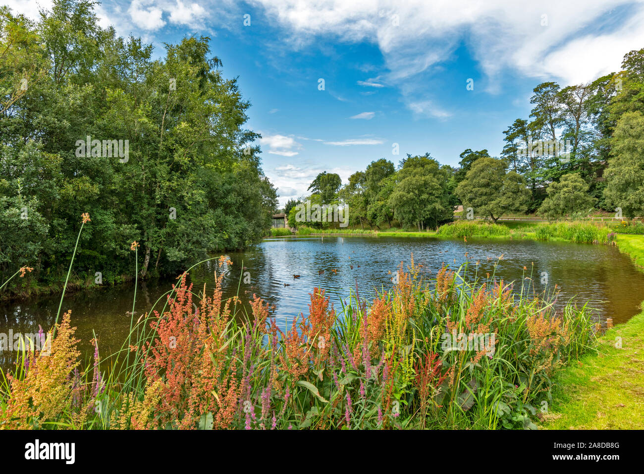 TURRIFF TOWN ABERDEENSHIRE SCOTLAND THE HAUGHS LAKE FLOWERS AND DUCKS ...