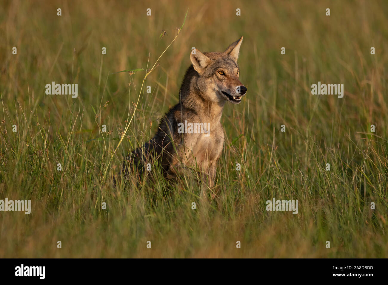 Grey Wolf (canis lupus) in Grassland in India Stock Photo - Alamy
