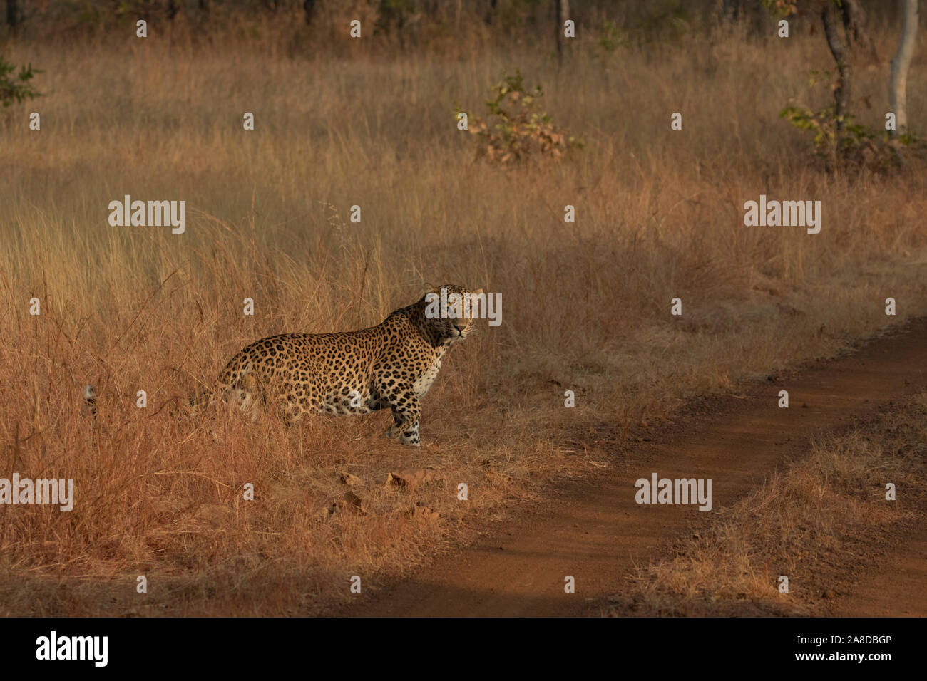 Common Leopard (panthera pardus fusca) in Panna Tiger Reserve in India ...