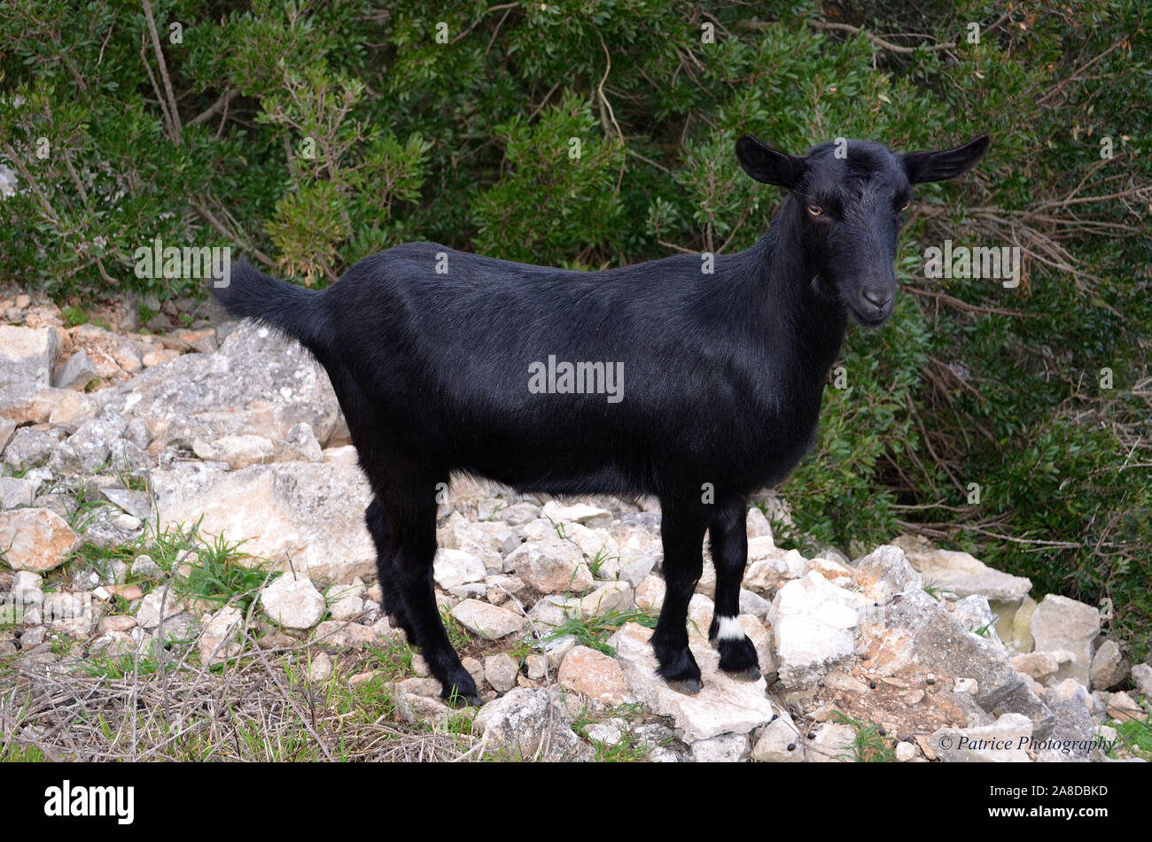 Mallorcan countryside hi-res stock photography and images - Alamy