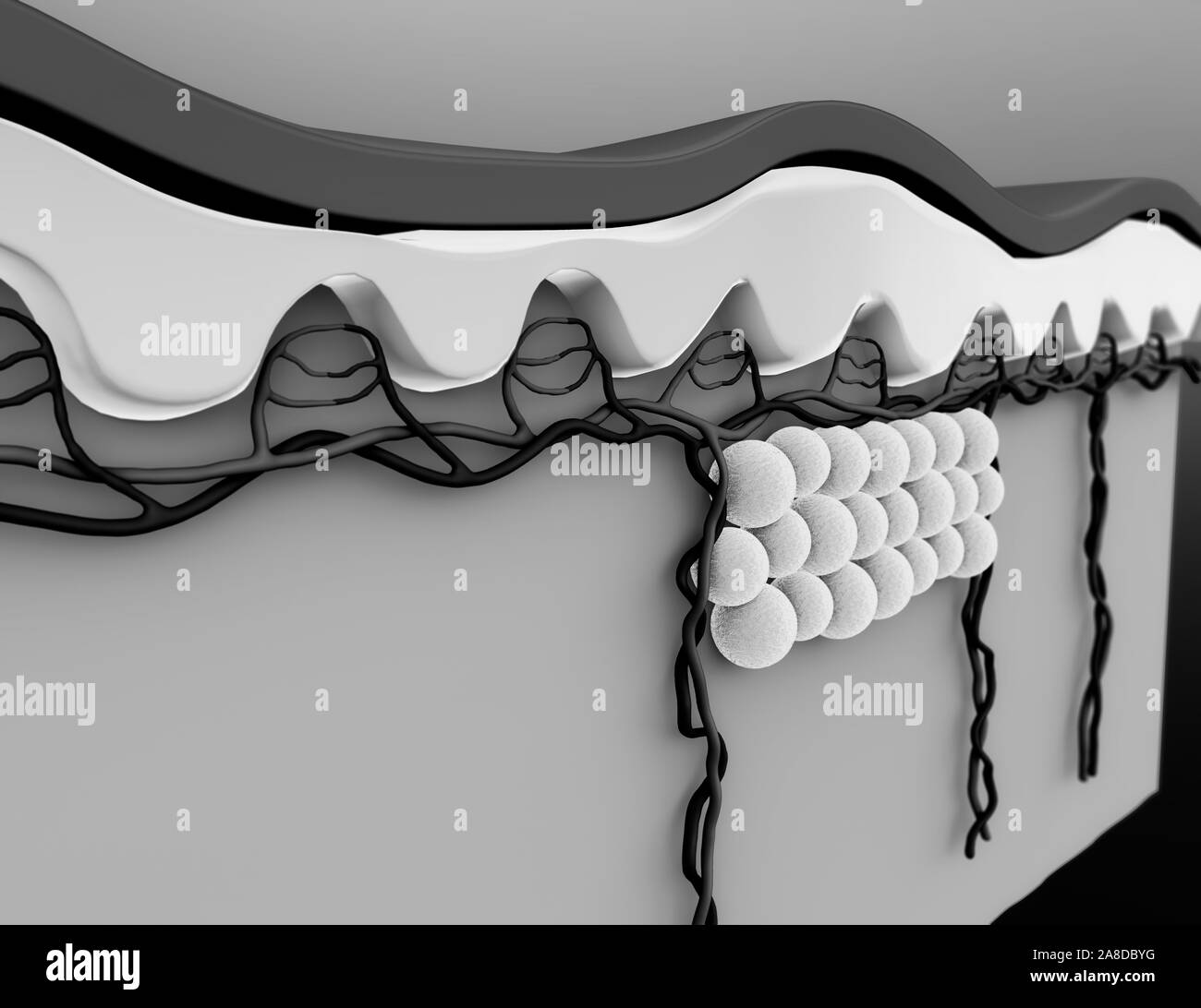 fat cells, subcutaneous fat, illustration of human leather anatomy ...