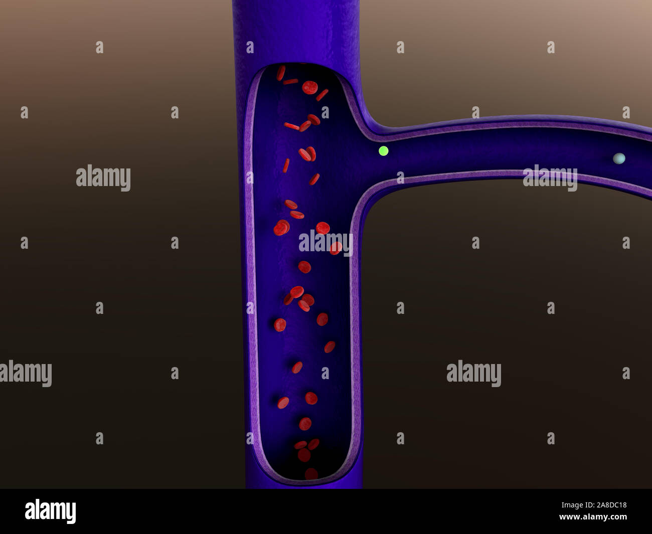 artery shown with a cut out section, High quality rendering with ...