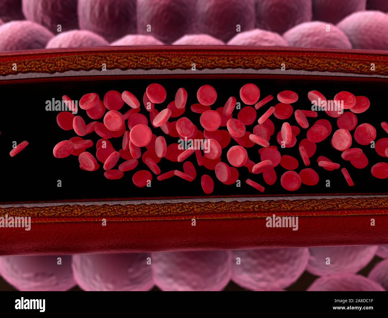 artery shown with a cut out section, High quality rendering with ...